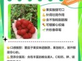树莓果的功效与作用_树莓果怎么吃最好