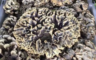 马牙豆有毒吗_马牙豆能吃吗