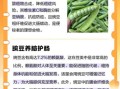 豌豆有什么营养价值_豌豆怎么吃最健康