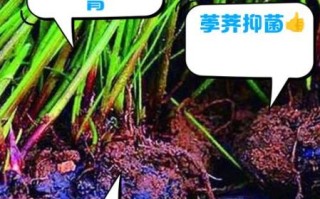 荸荠的功效与作用是什么_荸荠怎么吃最养生