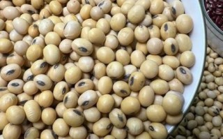 绿皮黄豆的营养价值_绿皮黄豆怎么煮才软烂