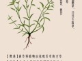 蛇舌草图片功效与作用_蛇舌草能长期泡水喝吗