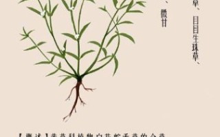 蛇舌草图片功效与作用_蛇舌草能长期泡水喝吗