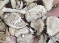 白色的蘑菇叫什么_白色蘑菇种类大全