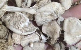 白色的蘑菇叫什么_白色蘑菇种类大全