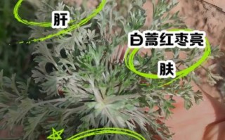 白蒿水禁忌人群有哪些_哪些人不能喝白蒿水