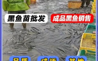 黑鱼苗价格多少钱一斤_黑鱼苗批发价格行情