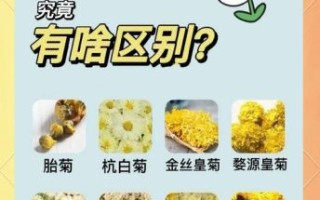 喝菊花茶能降火吗_菊花茶的功效与作用