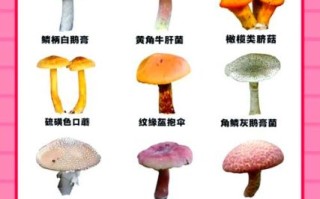 致命毒蘑菇图片_如何辨别毒蘑菇