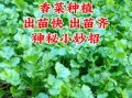 香菜怎么种最快发芽_香菜种植最简单方法