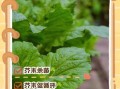 芥末能消炎止痛吗_芥末的药用功效与作用