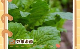 芥末能消炎止痛吗_芥末的药用功效与作用