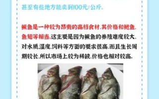 野鳜鱼价格一斤多少钱_野生鳜鱼多少钱一斤