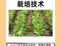 板蓝根种植技术_板蓝根适合什么土壤