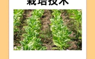 板蓝根种植技术_板蓝根适合什么土壤