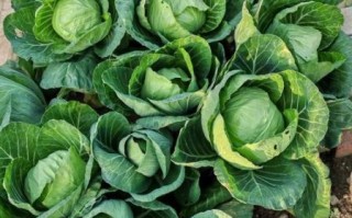 炒甘蓝要不要放醋_甘蓝炒多久才脆