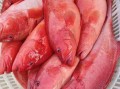 野生红石斑鱼多少钱一斤_野生红石斑鱼价格行情