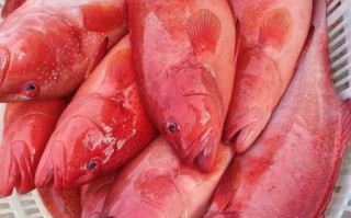 野生红石斑鱼多少钱一斤_野生红石斑鱼价格行情