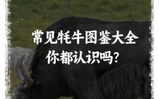 牦牛是什么动物_牦牛和奶牛有什么区别