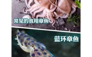 鸡心螺和蓝环章鱼哪个毒_鸡心螺vs蓝环章鱼毒性对比