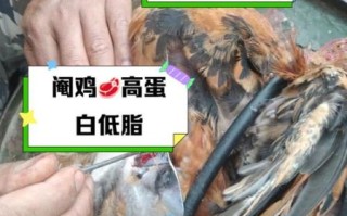 阉鸡的营养价值及功效_阉鸡和公鸡营养区别