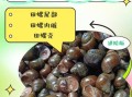 孕妇能吃田螺吗_怀孕吃田螺注意事项