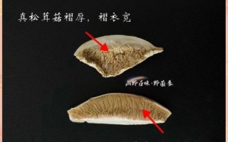 松茸长什么样子_如何辨别真假松茸