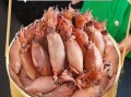 小海兔怎么清洗_小海兔怎么吃才安全