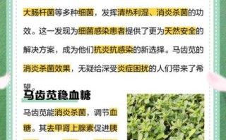 马齿菜治白发真的有效吗_马齿菜治白发怎么用