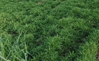 芦蒿怎么种_芦蒿种植时间和方法