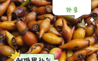 刺果子泡酒的功效与作用_刺果子泡酒怎么泡才有效