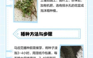 马牙豆怎么种_马牙豆种植时间和方法