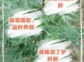 长期喝茵陈有副作用吗_茵陈泡水禁忌