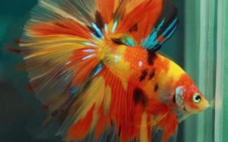 淡水观赏鱼有哪些_热带鱼品种大全