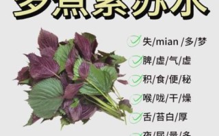 紫苏怎么保存_紫苏的家常吃法有哪些
