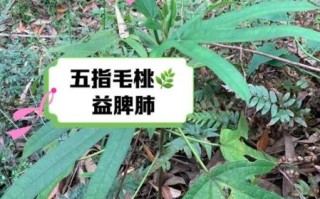 五爪毛桃的功效与作用_五爪毛桃和五指毛桃区别