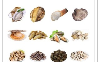 蚬子和蛤蜊的区别_哪个更鲜美