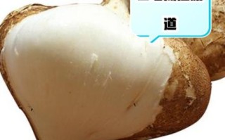 白地瓜生吃有什么好处_白地瓜生吃能减肥吗