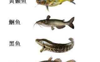 鱼类大全名称图片大全_淡水鱼种类有哪些