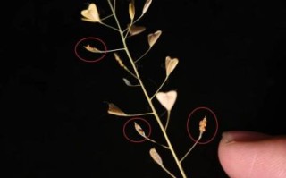 荠菜种子怎么保存_荠菜种子图片识别技巧