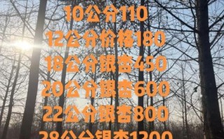 银杏树多少钱一棵_银杏树价格表