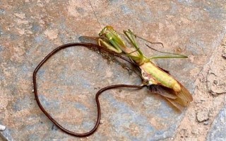 铁线虫会寄生在人体吗_铁线虫感染症状