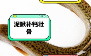 吃泥鳅有什么好处_泥鳅营养价值高吗
