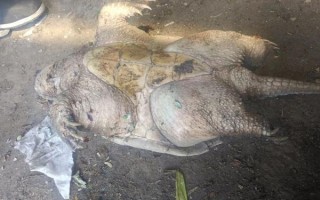 乌龟临死前的征兆_如何判断乌龟是否快死了