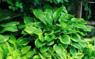 玉簪花怎么养_玉簪花适合种在哪里