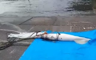 世界最大的乌贼有多大_大王乌贼能长多长