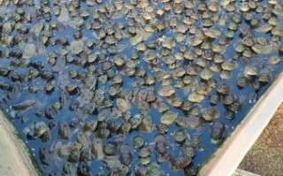 牛蛙养殖前景怎么样_牛蛙养殖利润有多大