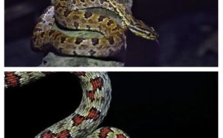 菜花蛇有毒吗_菜花蛇图片大全