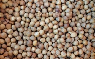 野生榛子图片怎么拍_野生榛子长什么样