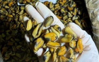 淡菜干怎么泡发_淡菜干的家常做法